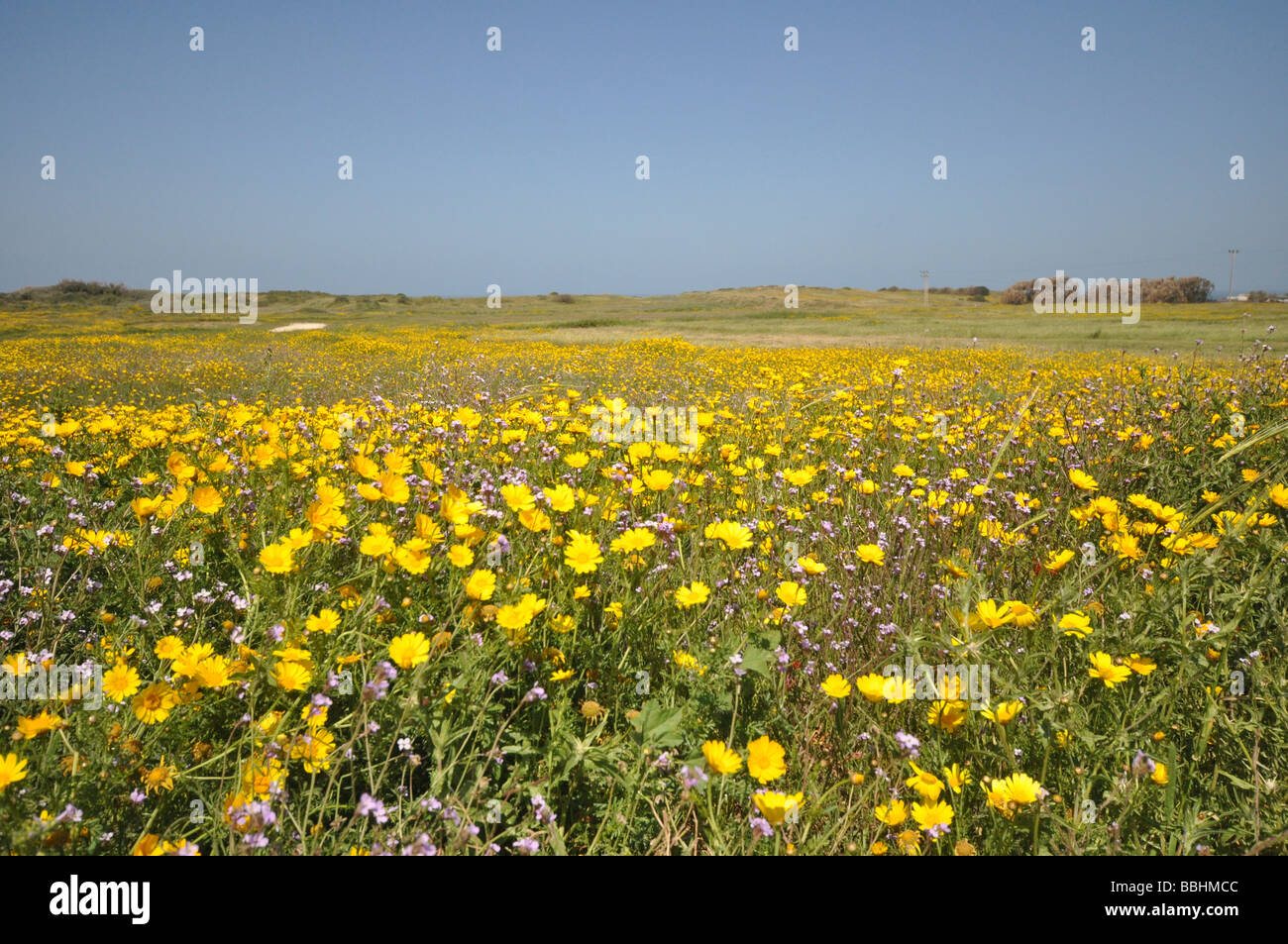 The israeli spring hi-res stock photography and images - Alamy