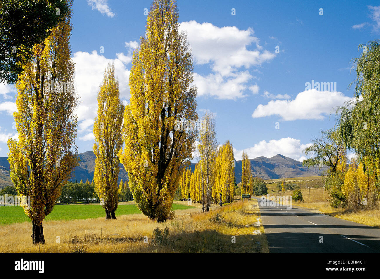 Poplar trees free state south hi-res stock photography and images - Alamy