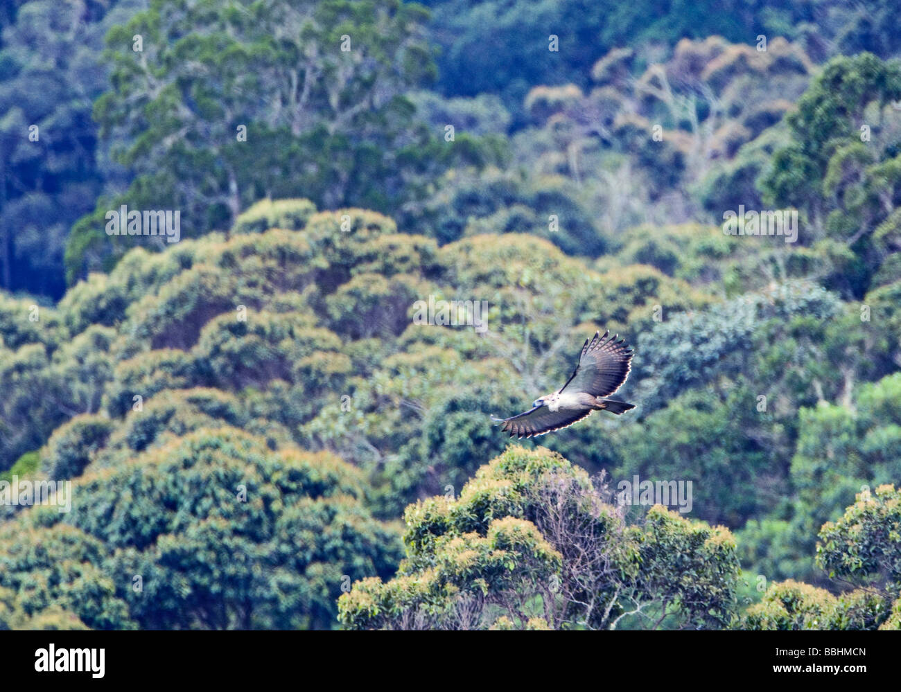 Philippine eagle hi-res stock photography and images - Alamy