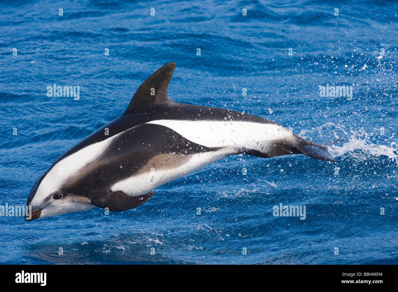 Hourglass Dolphin Lagenorhynchus cruciger Southern Ocean nr S Georgia ...