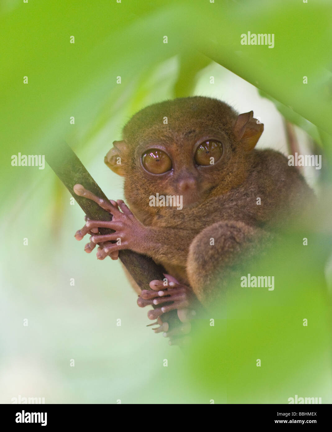 Philippine Tarsier Tarsius syrichta Bohol Philippines Stock Photo - Alamy