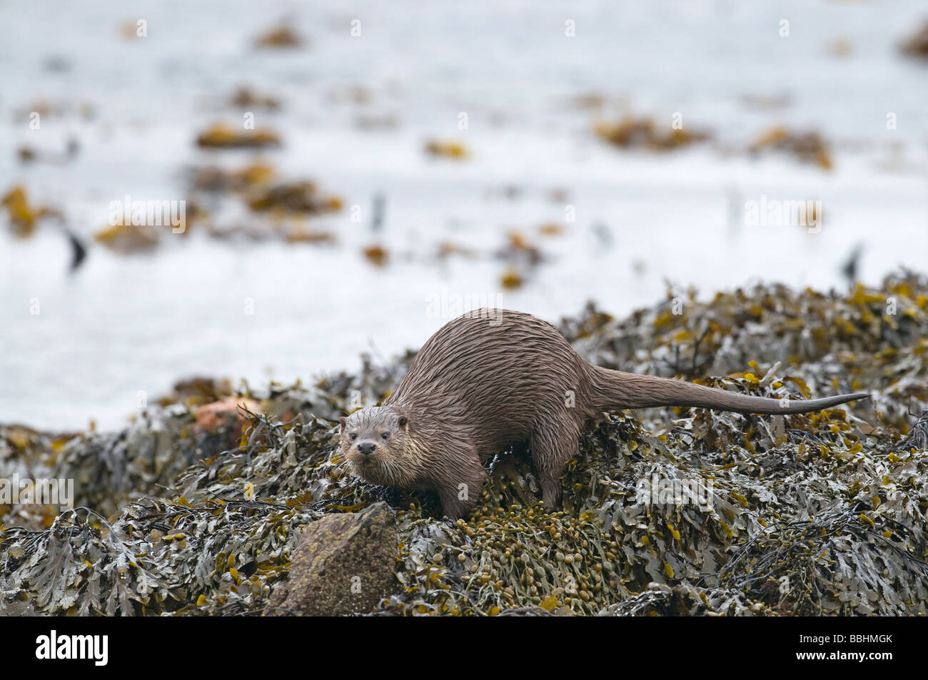Shetland otter mammal lutra lutra scat scent marking territory hi-res ...