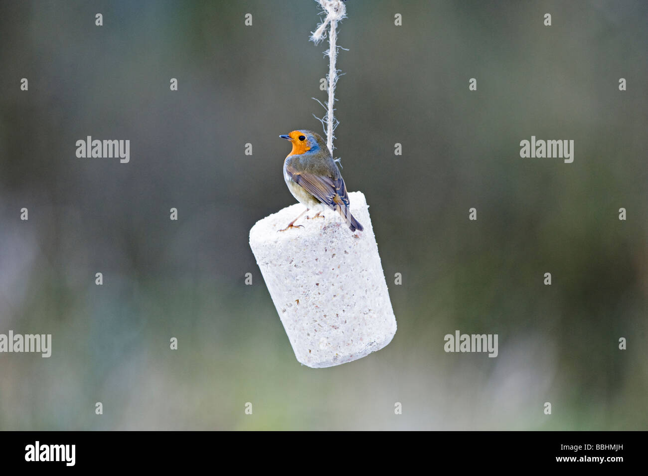 Fat robin hi-res stock photography and images - Alamy