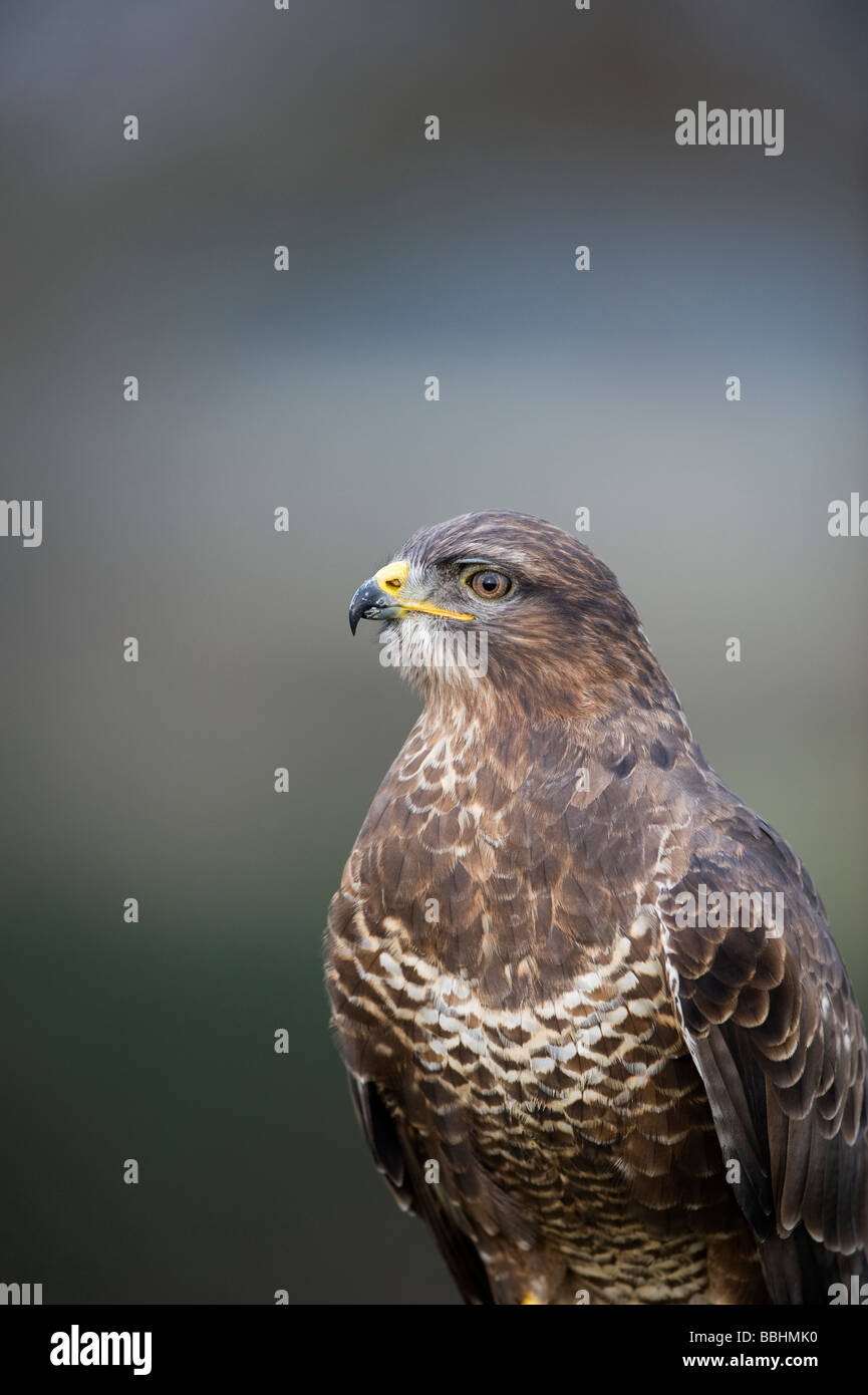 Buzzard buteo uk hi-res stock photography and images - Alamy