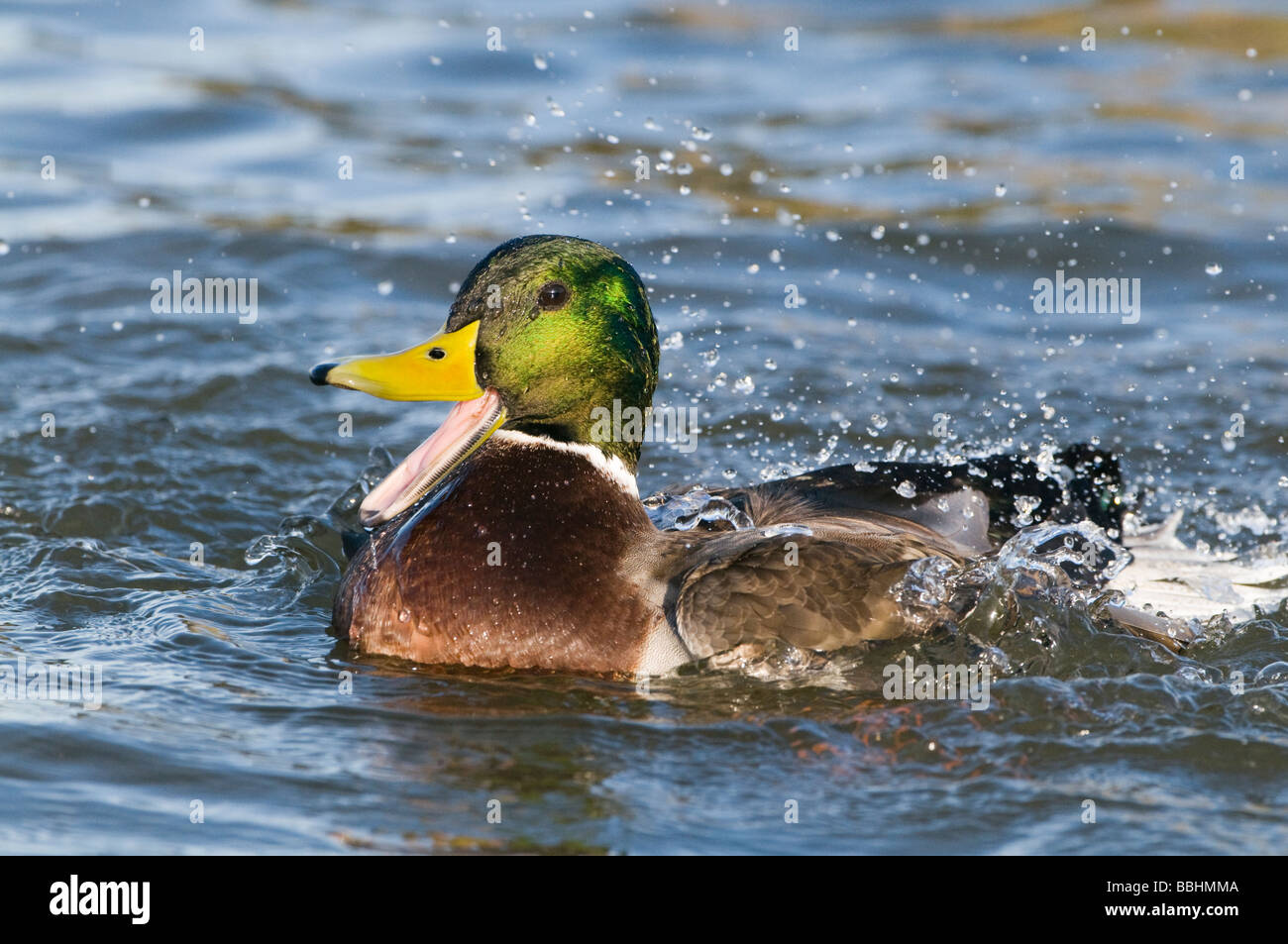Mallard Anas Platyrhynchos male quacking and bathing Norfolk winter ...
