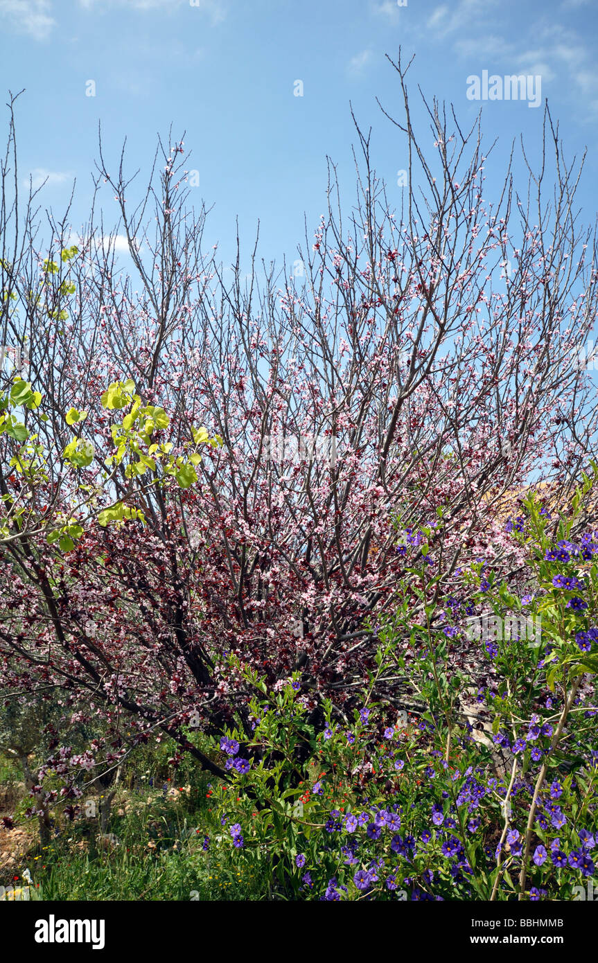 Israeli spring wild flowers Stock Photo - Alamy