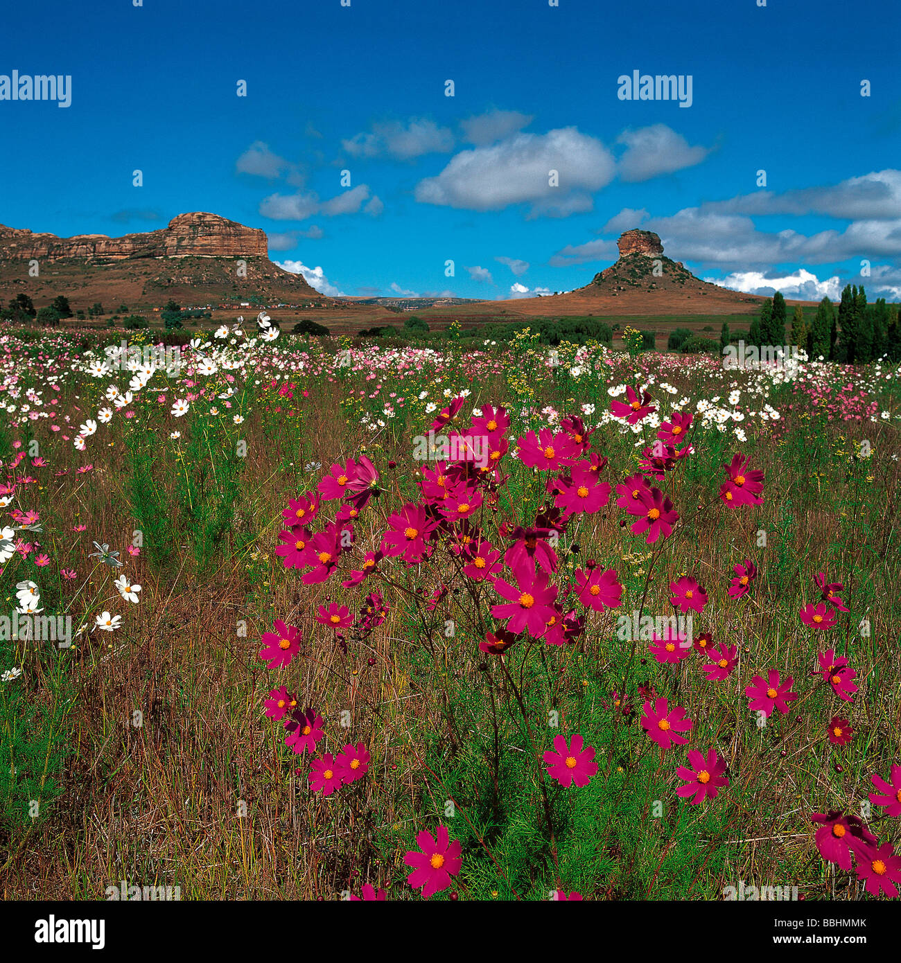 A FIELD OF COSMOS IN THE FREE STATE Stock Photo - Alamy