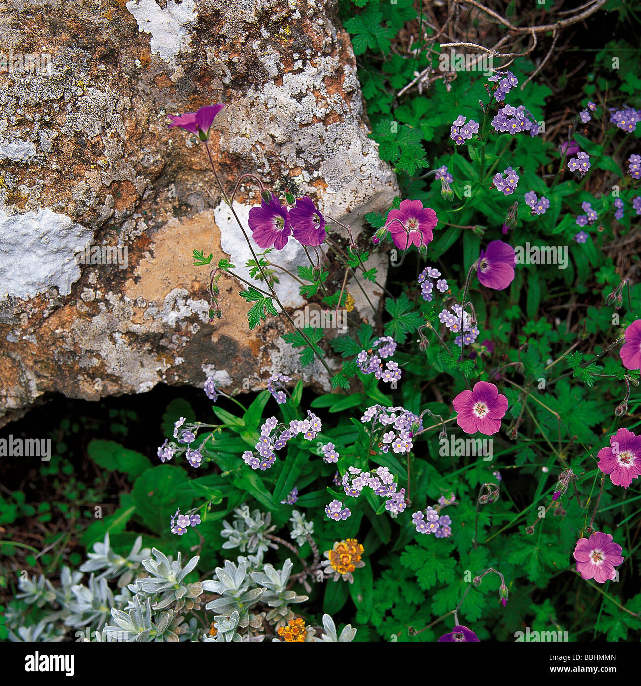 Geranium robustum hi-res stock photography and images - Alamy