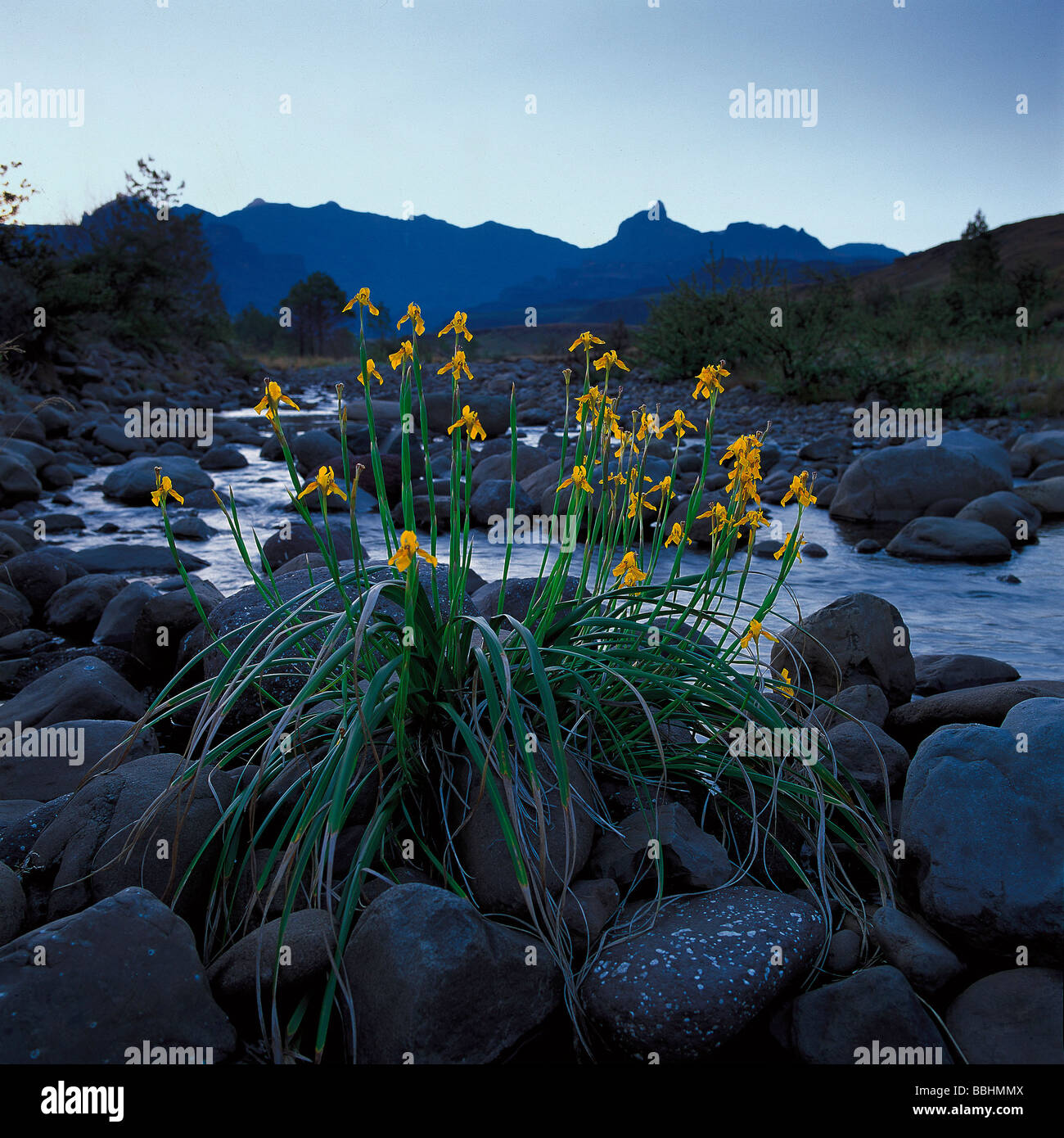 Golden vlei hi-res stock photography and images - Alamy