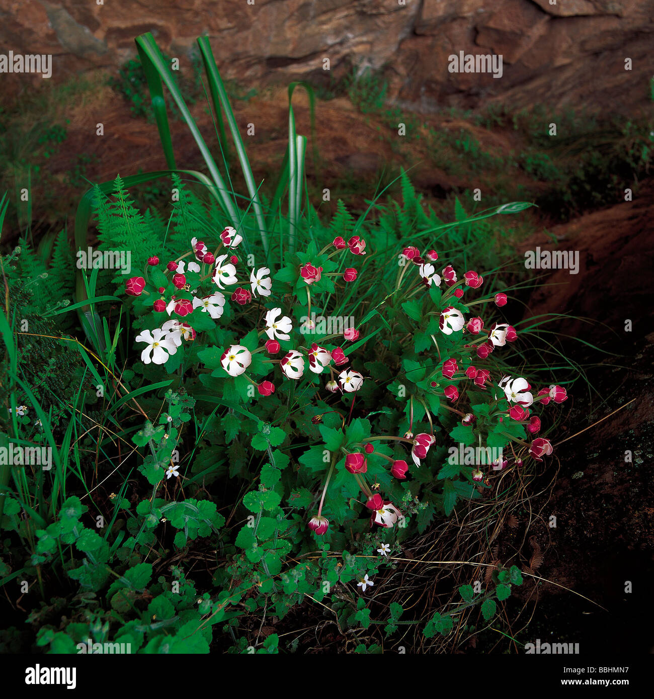 WILD FLOWERS OF SOUTH AFRICA Stock Photo - Alamy
