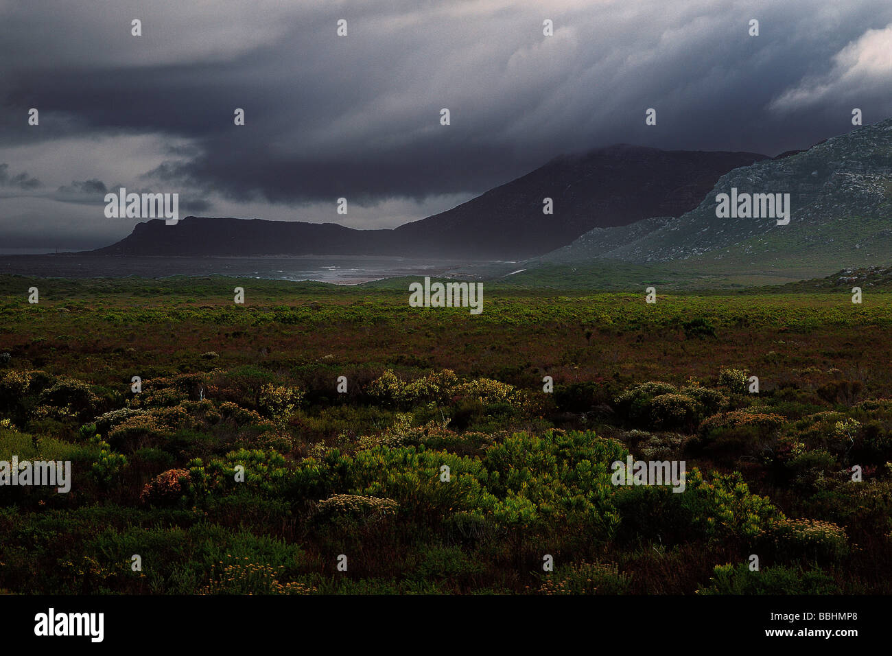 Cape of Good Hope Nature Reserve Stock Photo - Alamy