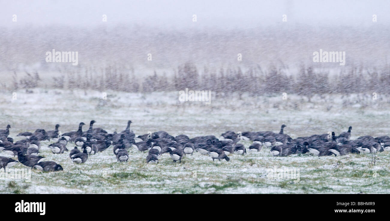 Brent Geese Branta bernicla in blizzard Cley Norfolk November Stock ...