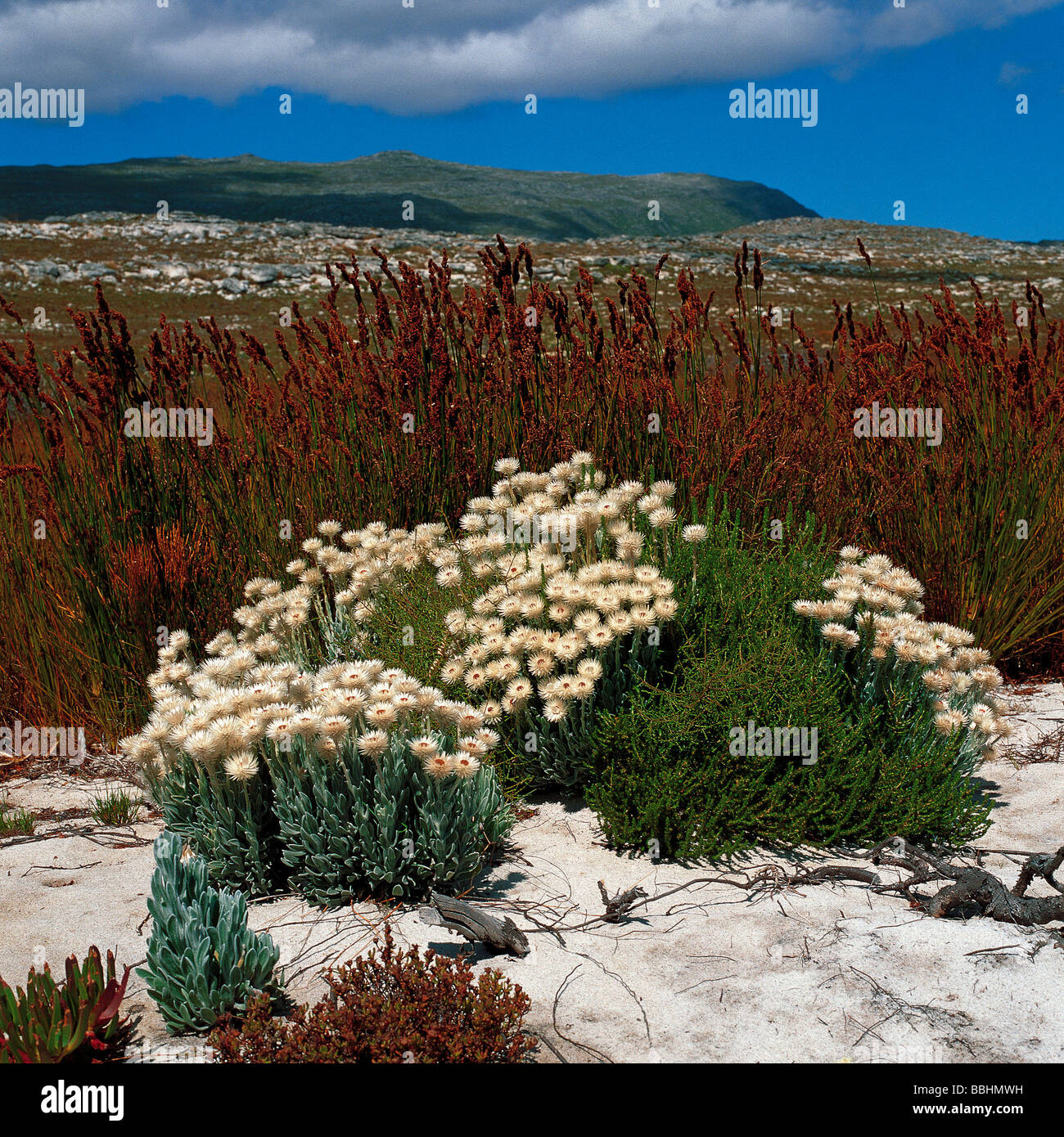 Everlastings Cape of Good Hope Nature Reserve Stock Photo - Alamy