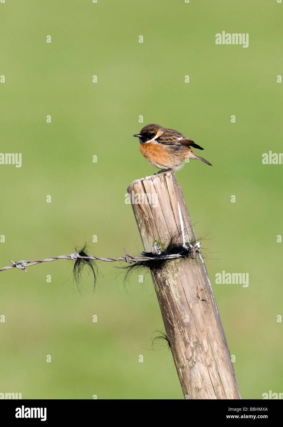 Stonechat hi-res stock photography and images - Alamy