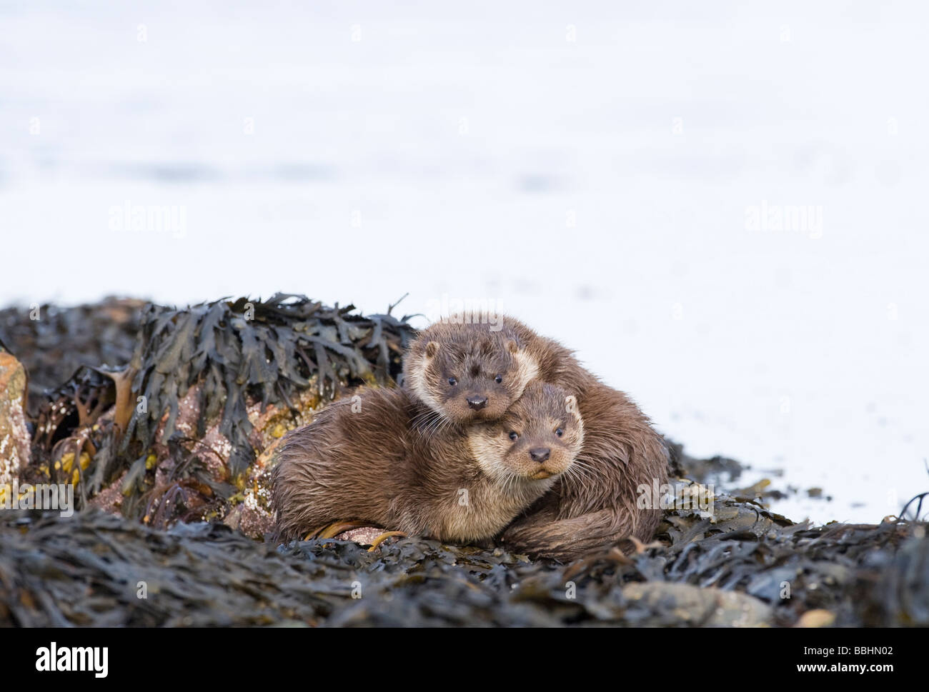 Otter Cubs Uk High Resolution Stock Photography and Images - Alamy