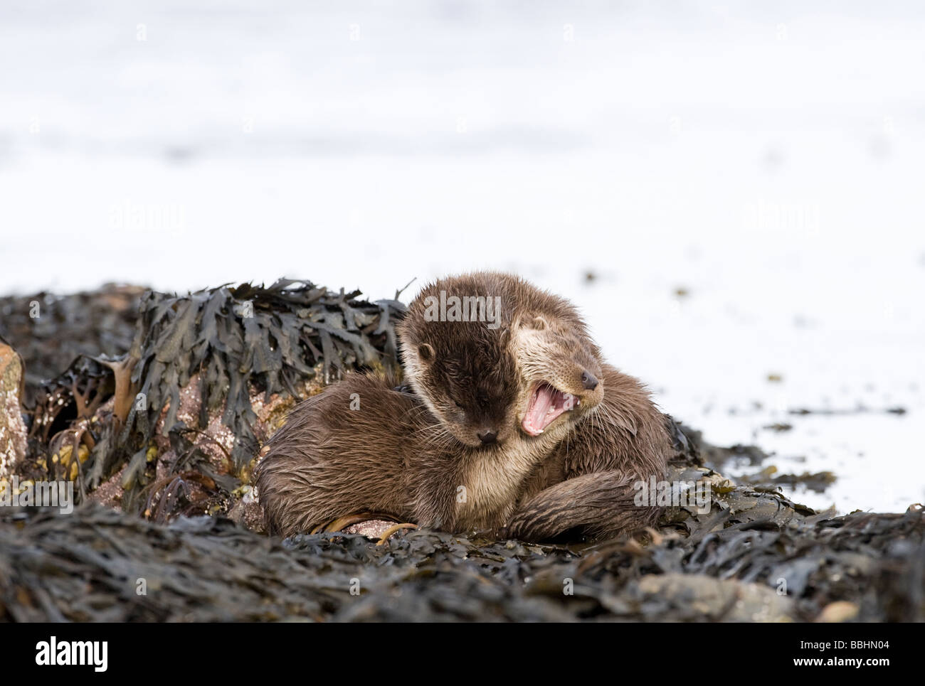 Otter cubs uk hi-res stock photography and images - Alamy