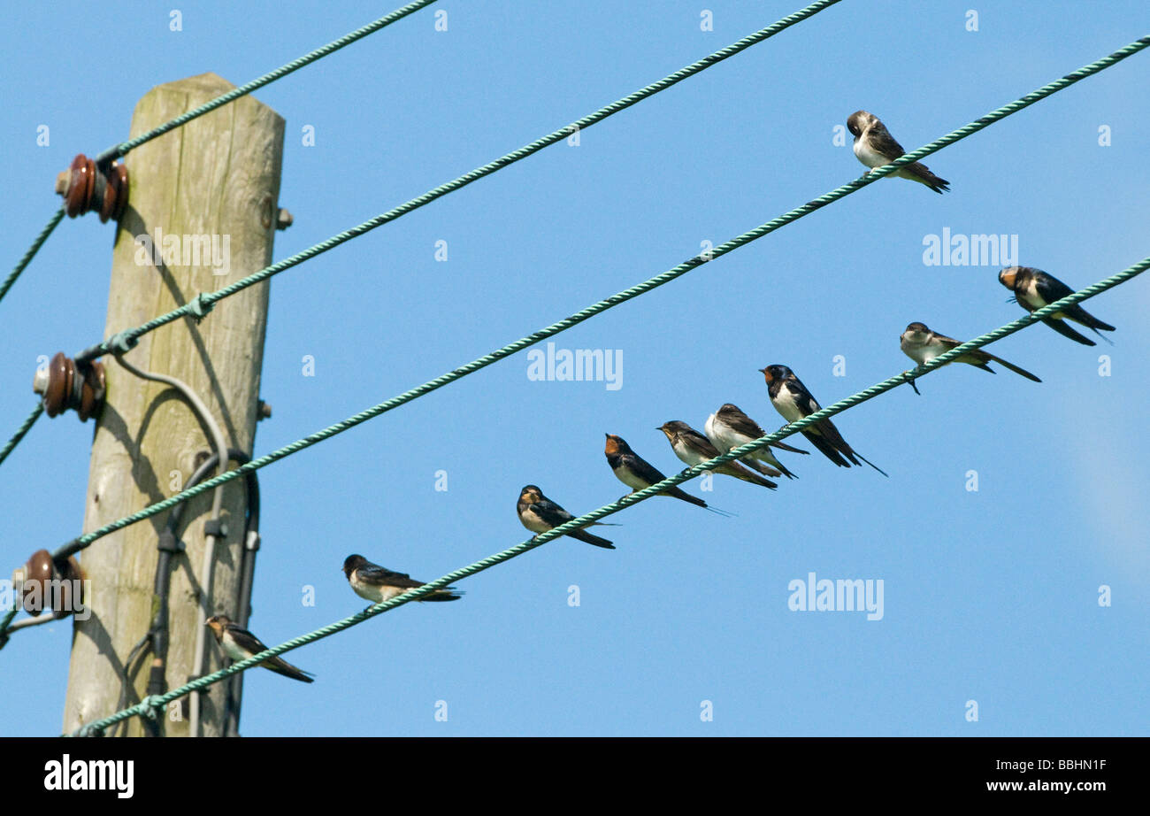 migrant Swallows Hirundo rustica on wires in village North Norfolk ...