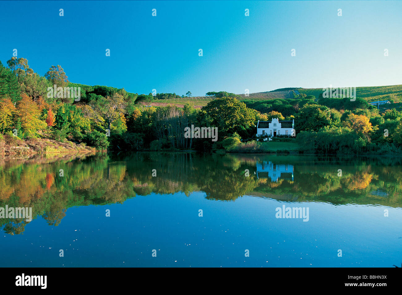 A CAPE DUTCH GABLE AMIDST SHADY TREES AND VINEYARDS A SCENE ARTFULLY ...