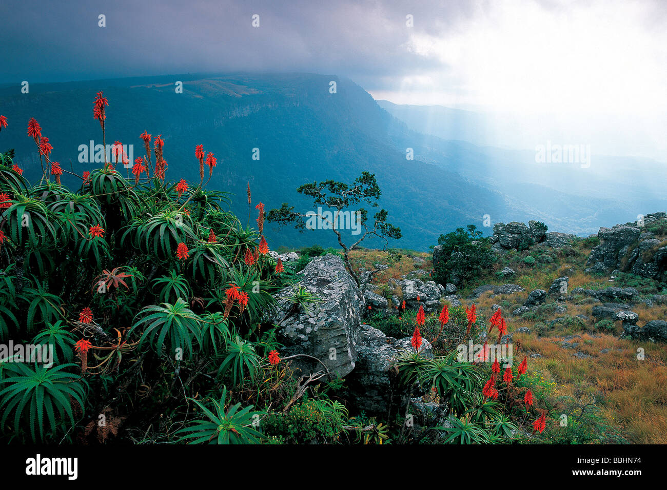 Highveld winter hi-res stock photography and images - Alamy