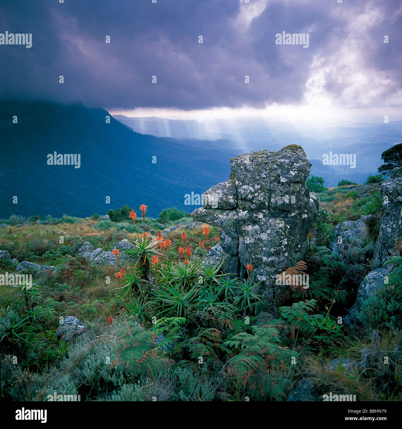 Highveld winter hi-res stock photography and images - Alamy