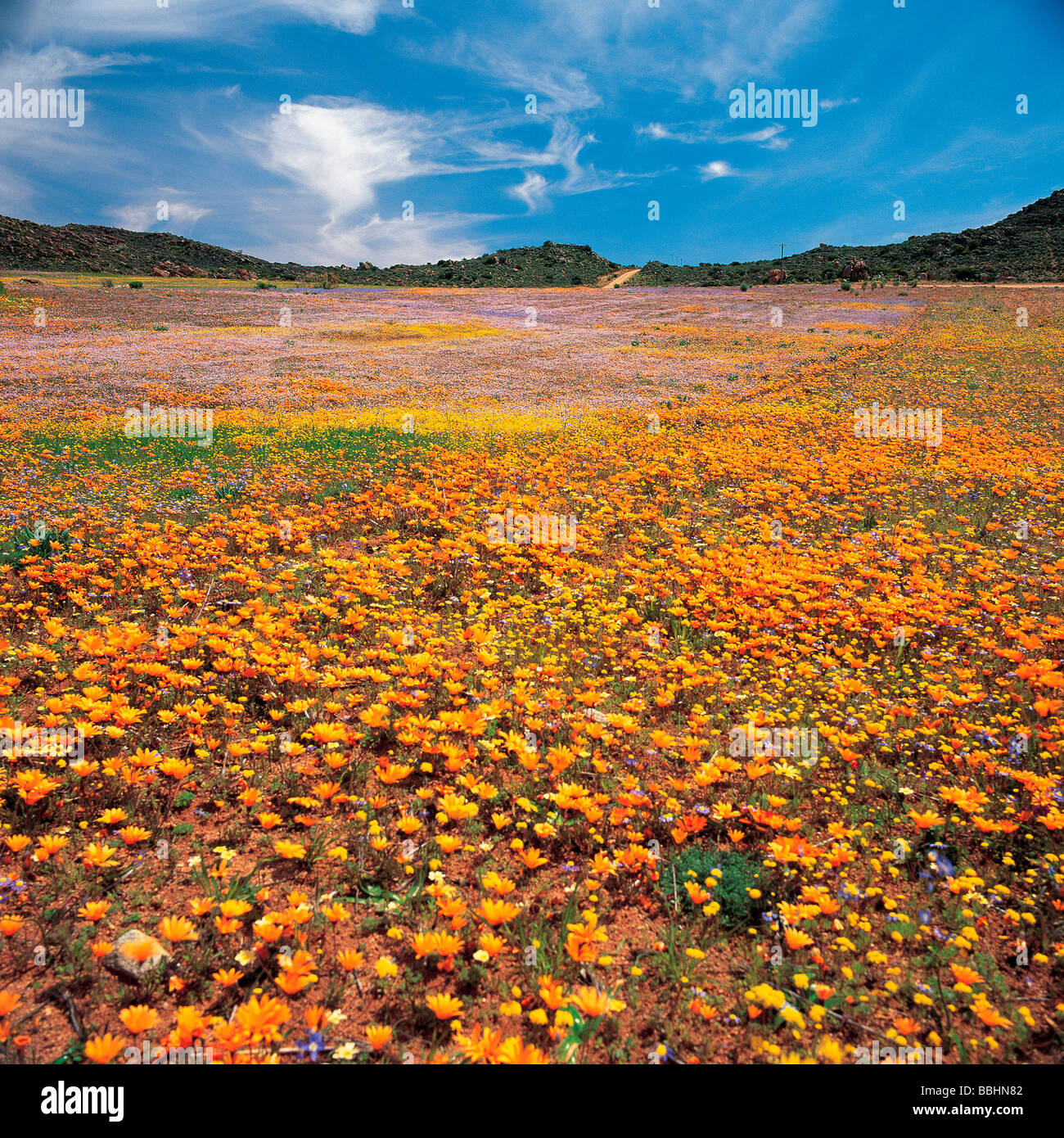 THE GLORY OF SPRINGTIME IN NAMAQUALAND THE BLOOMS LAST FOR NO MORE THAN ...