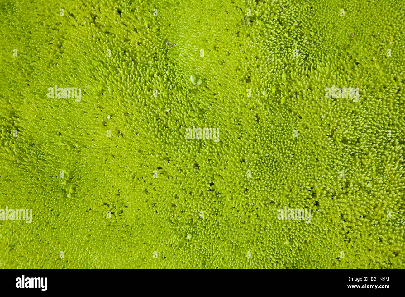 Iceland rangarvallasysla hi-res stock photography and images - Alamy Iceland rangarvallasysla hi-res stock photography and images - Alamy