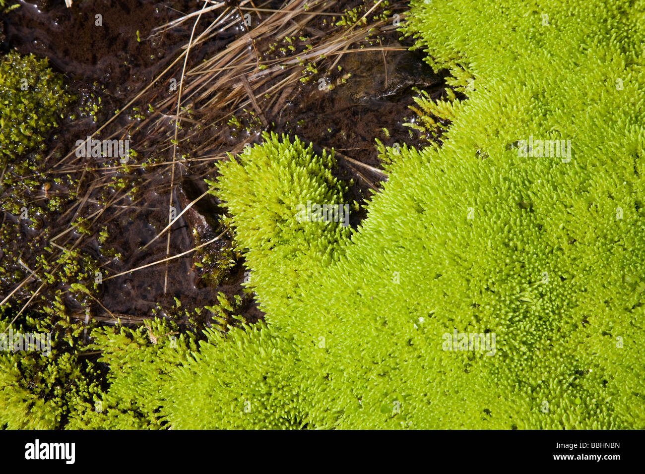 Moss Bryophyta Iceland Stock Photo - Alamy