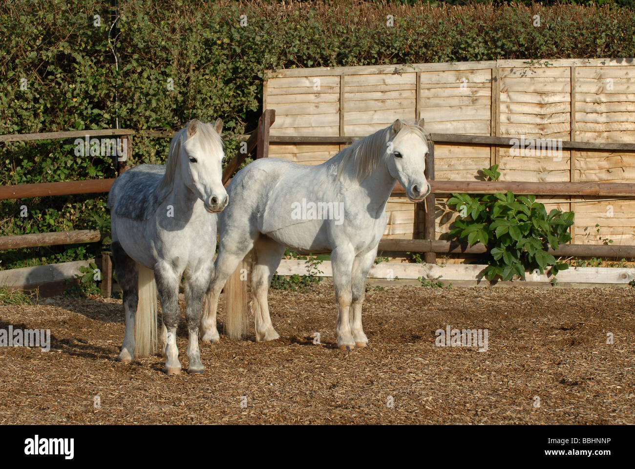 White ponies hi-res stock photography and images - Alamy