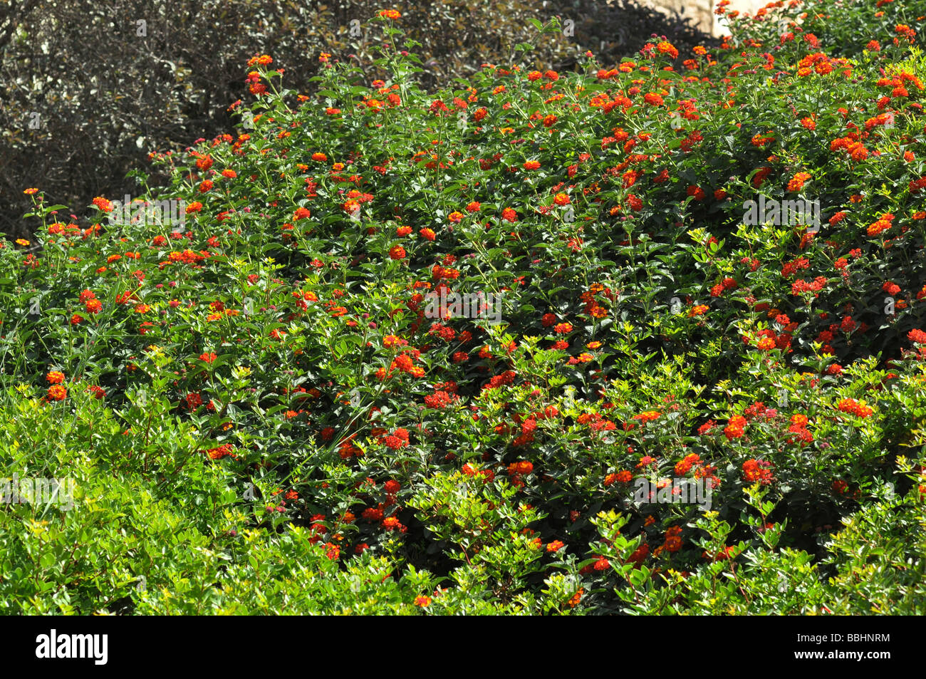 Israeli spring wild flowers Stock Photo - Alamy