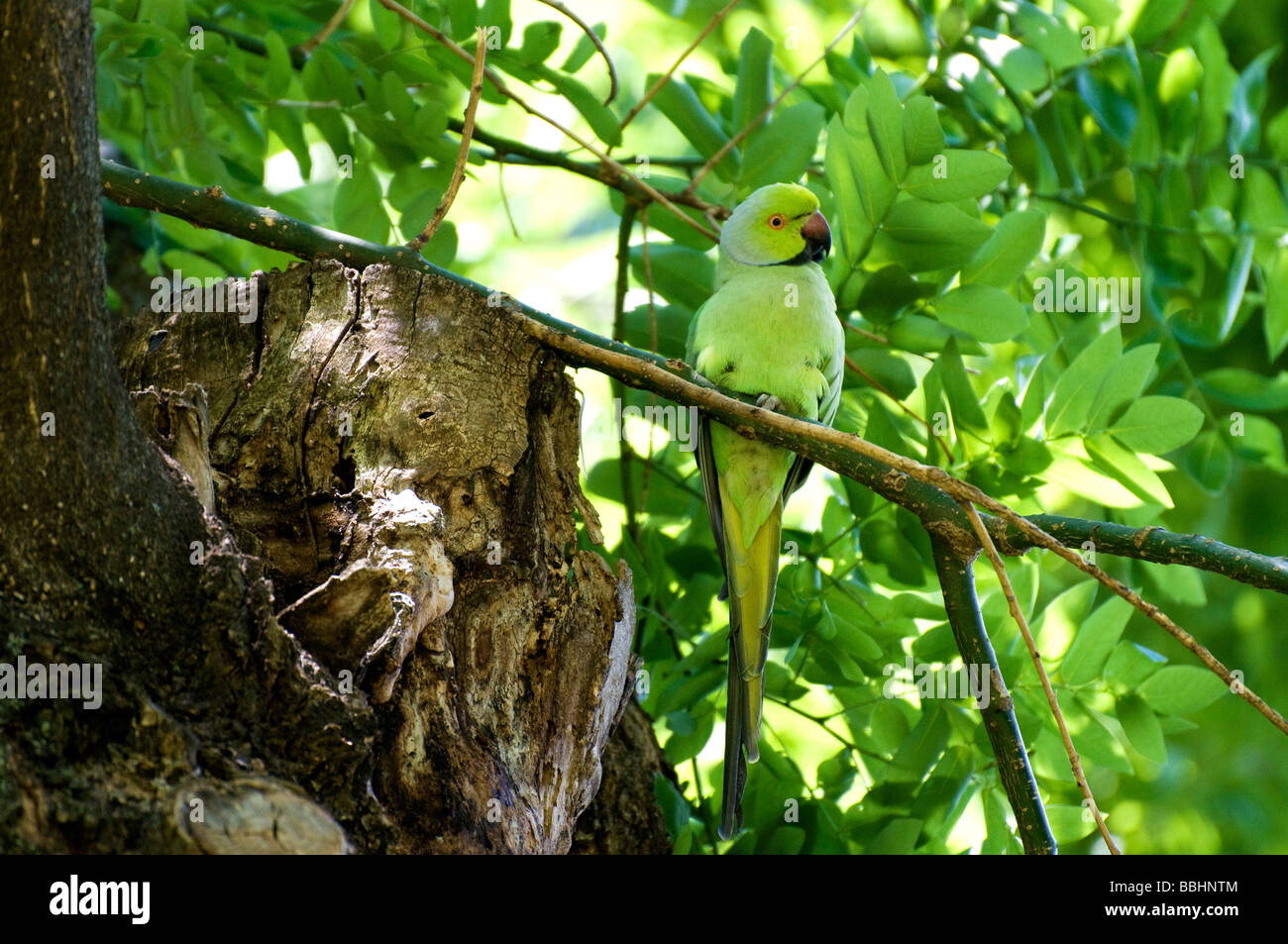 Female parakeet hi-res stock photography and images - Alamy