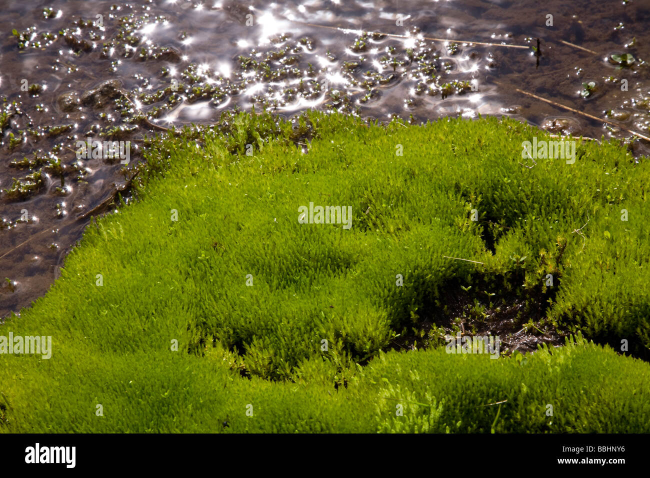 Moss Bryophyta Iceland Stock Photo - Alamy
