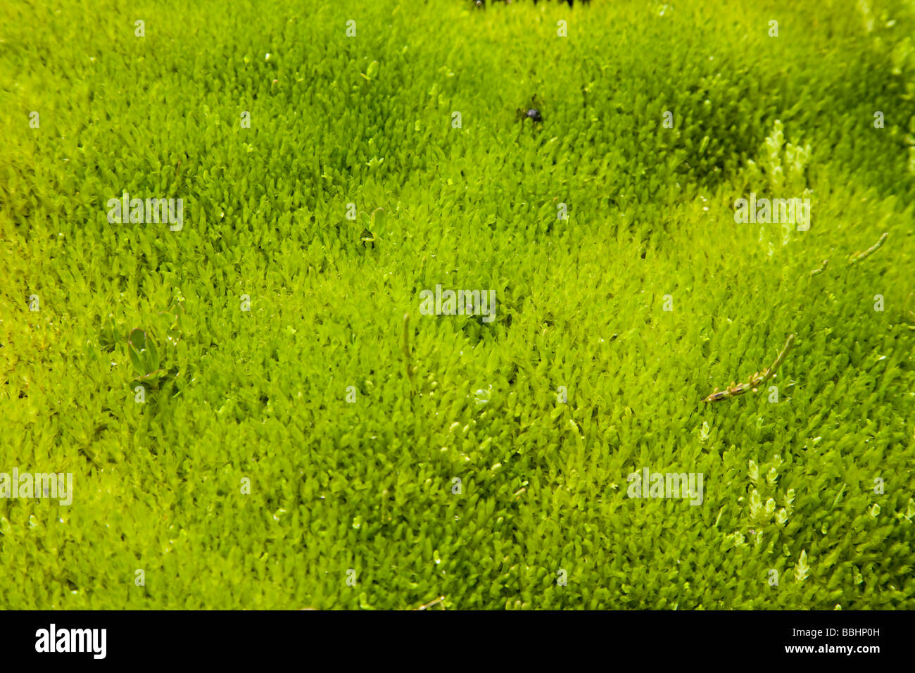 Moss Bryophyta Iceland Stock Photo - Alamy