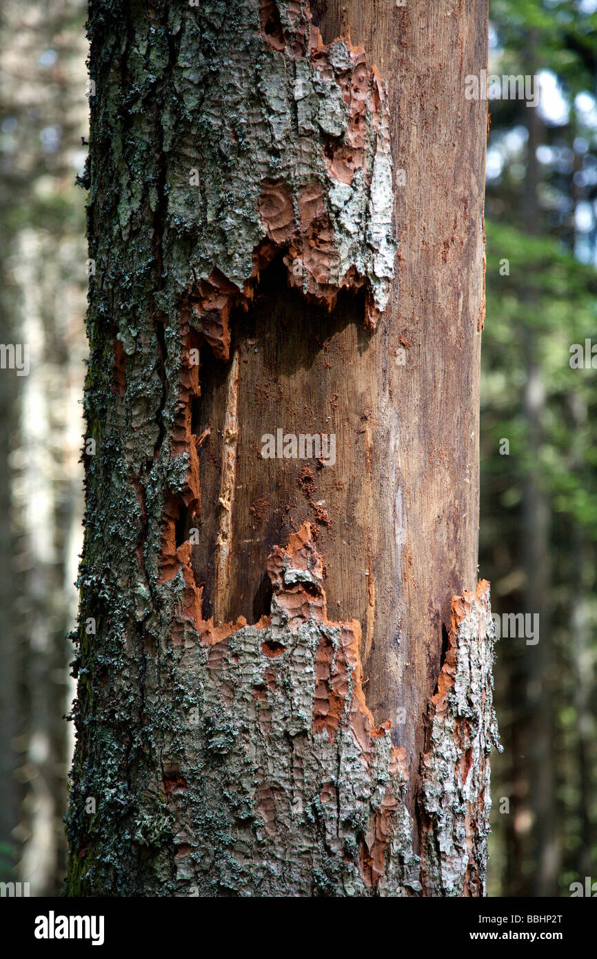 Dead spruce (Picea) through infestation of bark beetles (Scolytinae) in ...