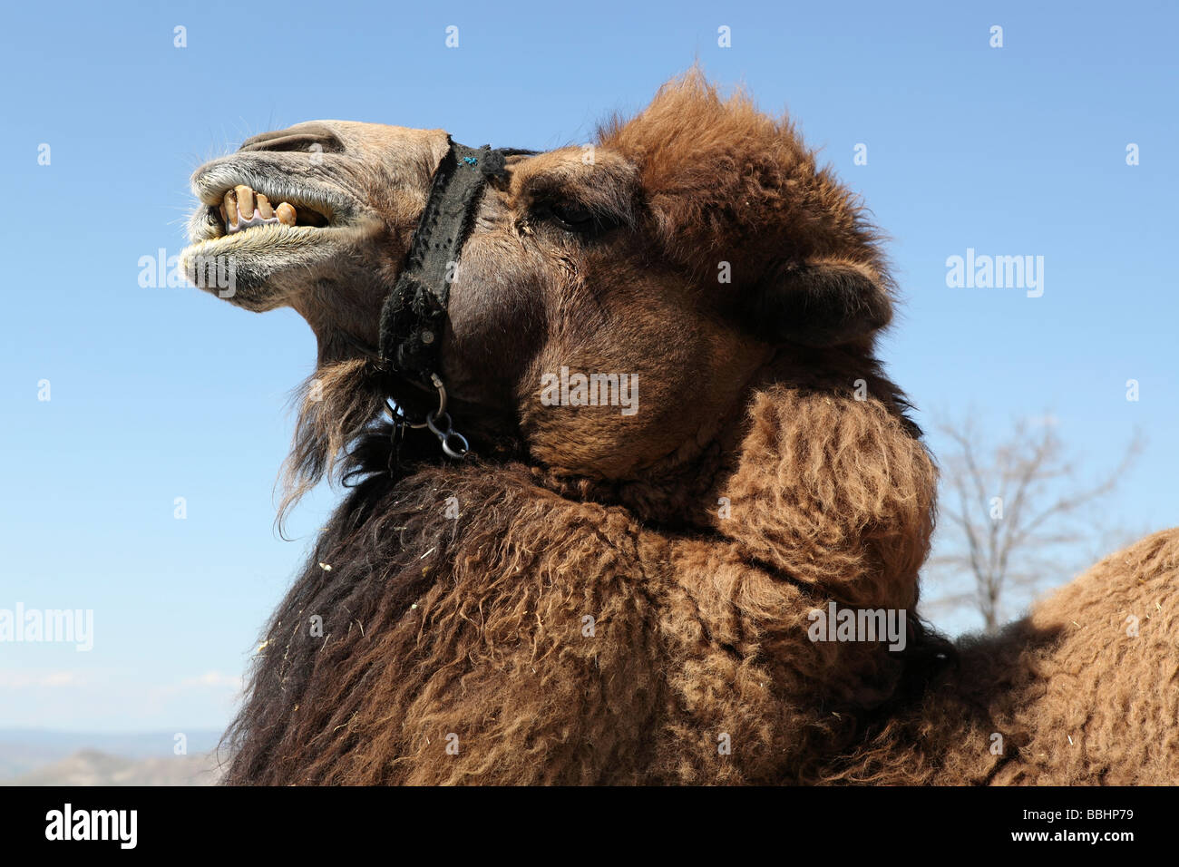 Funny smiling camel Stock Photo - Alamy