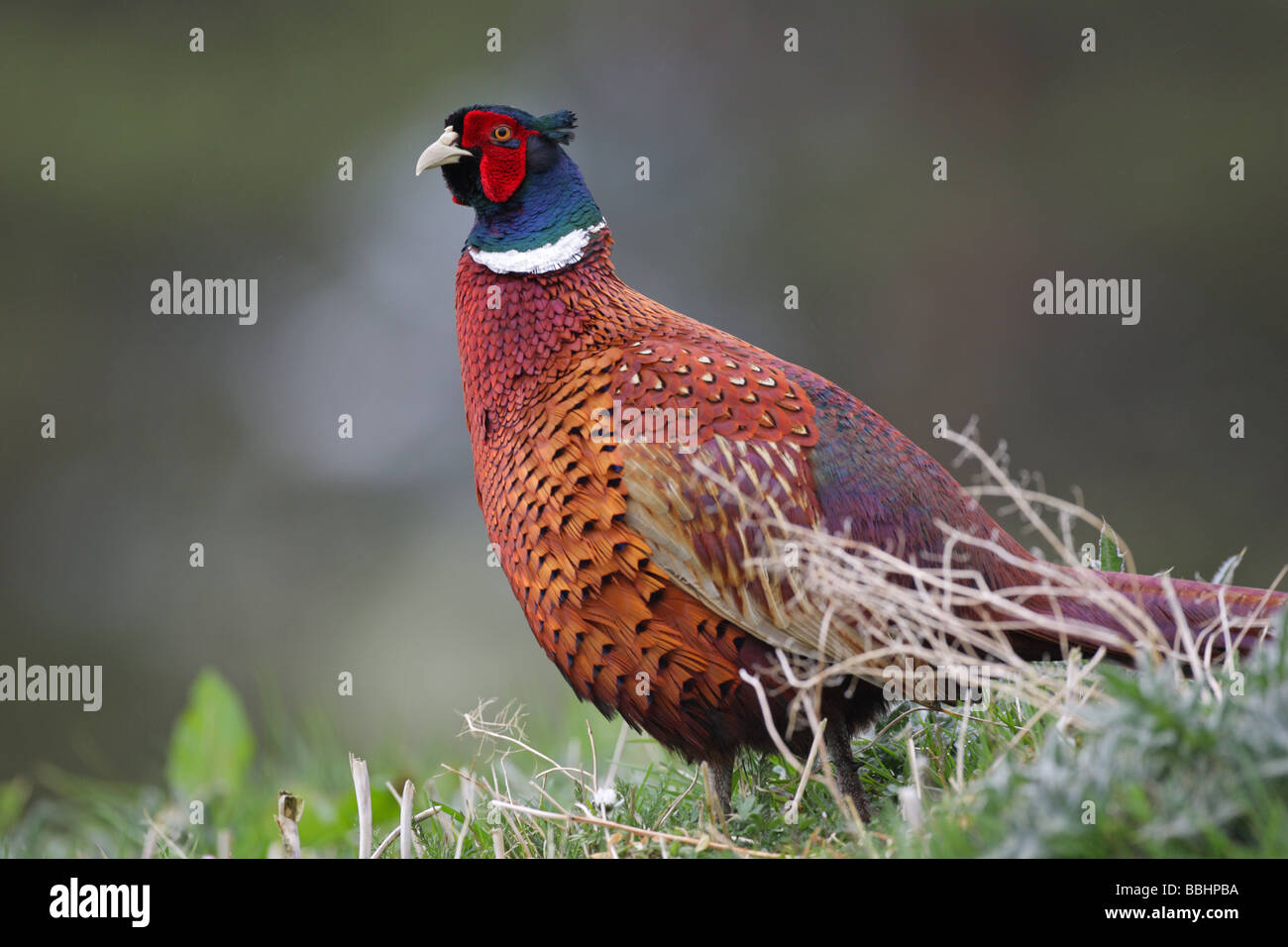 Pheasant in breeding plumage hi-res stock photography and images - Alamy