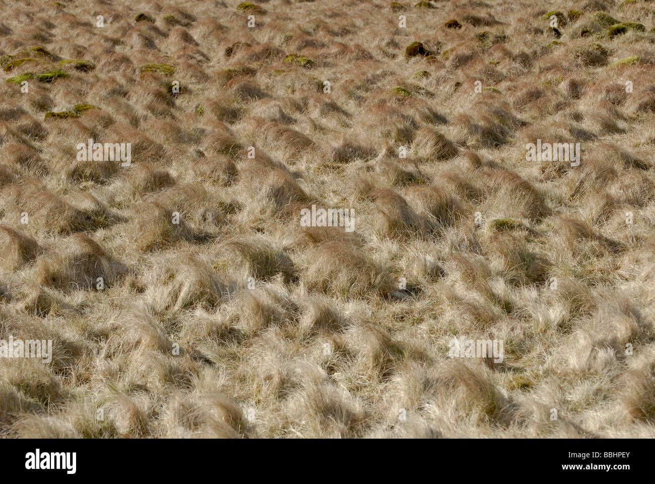 Tufts of grass forming a pattern on a mountain in the Lake District ...
