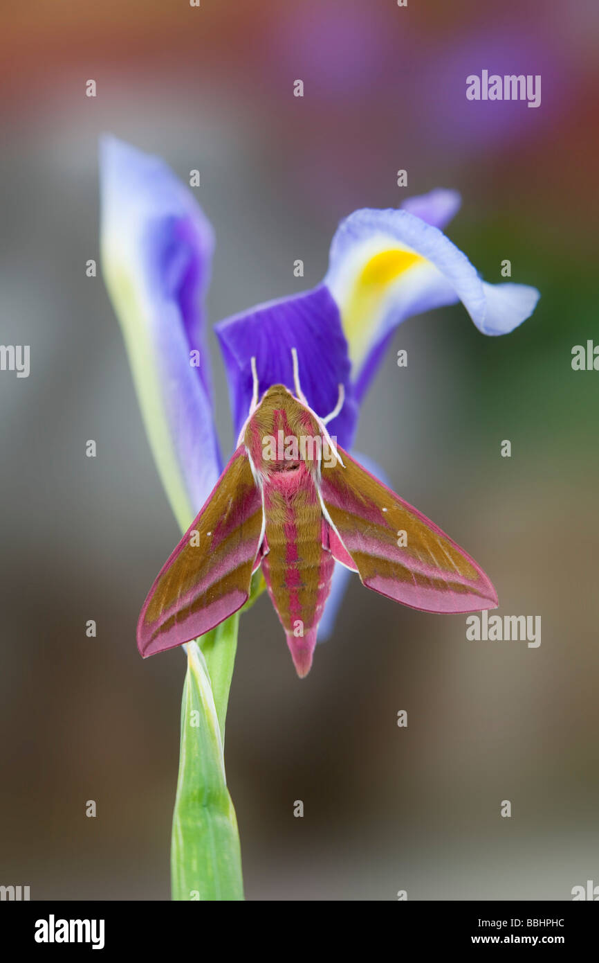 Moth Life Cycle High Resolution Stock Photography and Images - Alamy