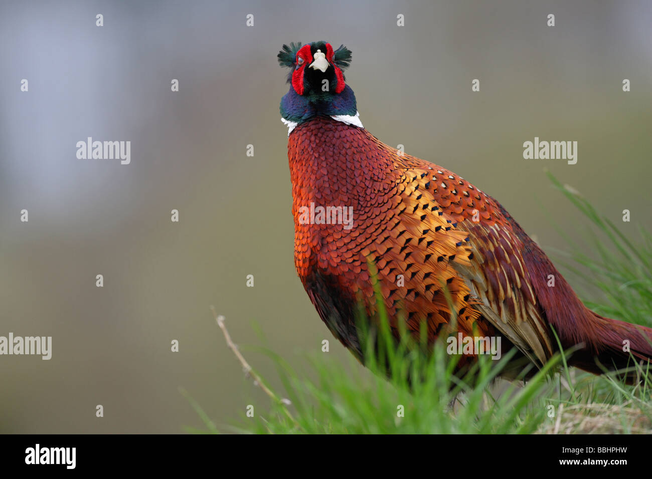 Pheasant in breeding plumage hi-res stock photography and images - Alamy