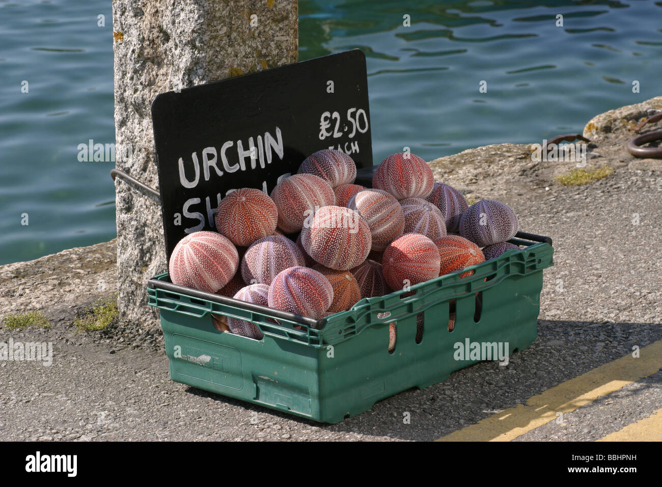 Cornish shells hi-res stock photography and images - Alamy