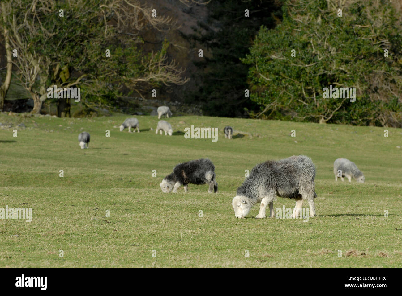 Flock of herdwick sheep hi-res stock photography and images - Alamy
