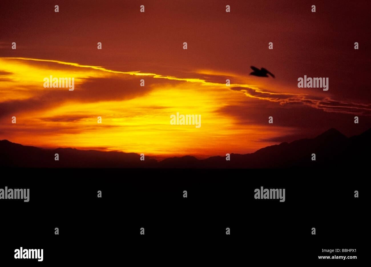 Orange and yellow sunset with a silhouetted bird flying on Cook Strait ...