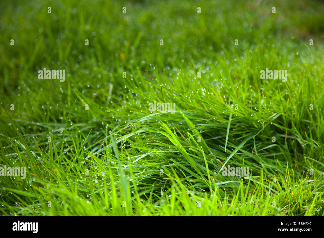 Lush green natural grass with morning dew highlighting the blade tips ...