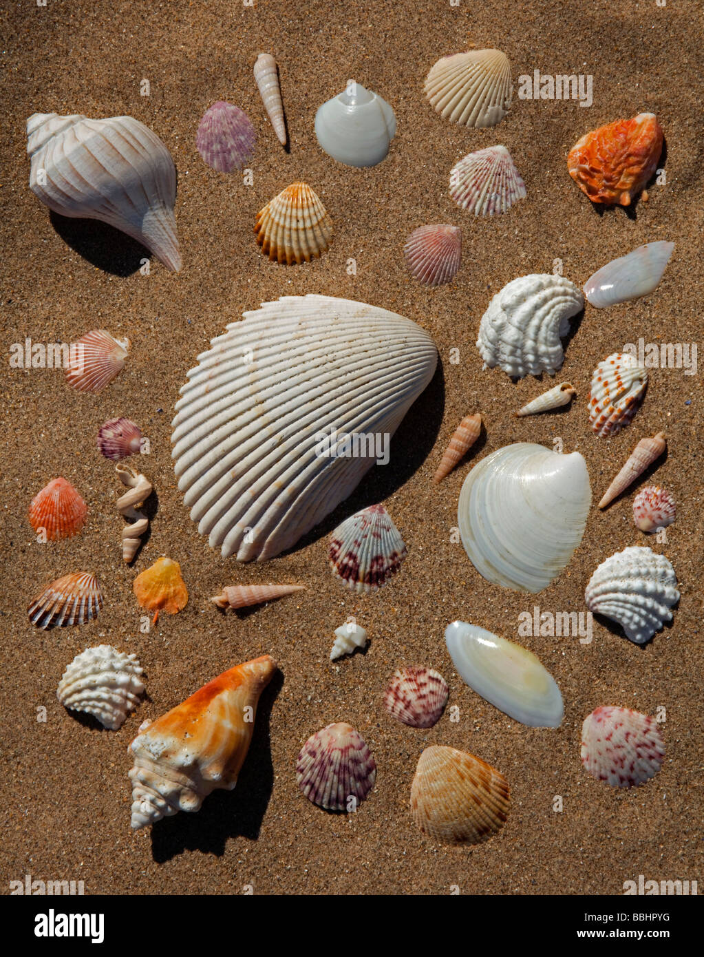 Florida beach shells hi-res stock photography and images - Alamy