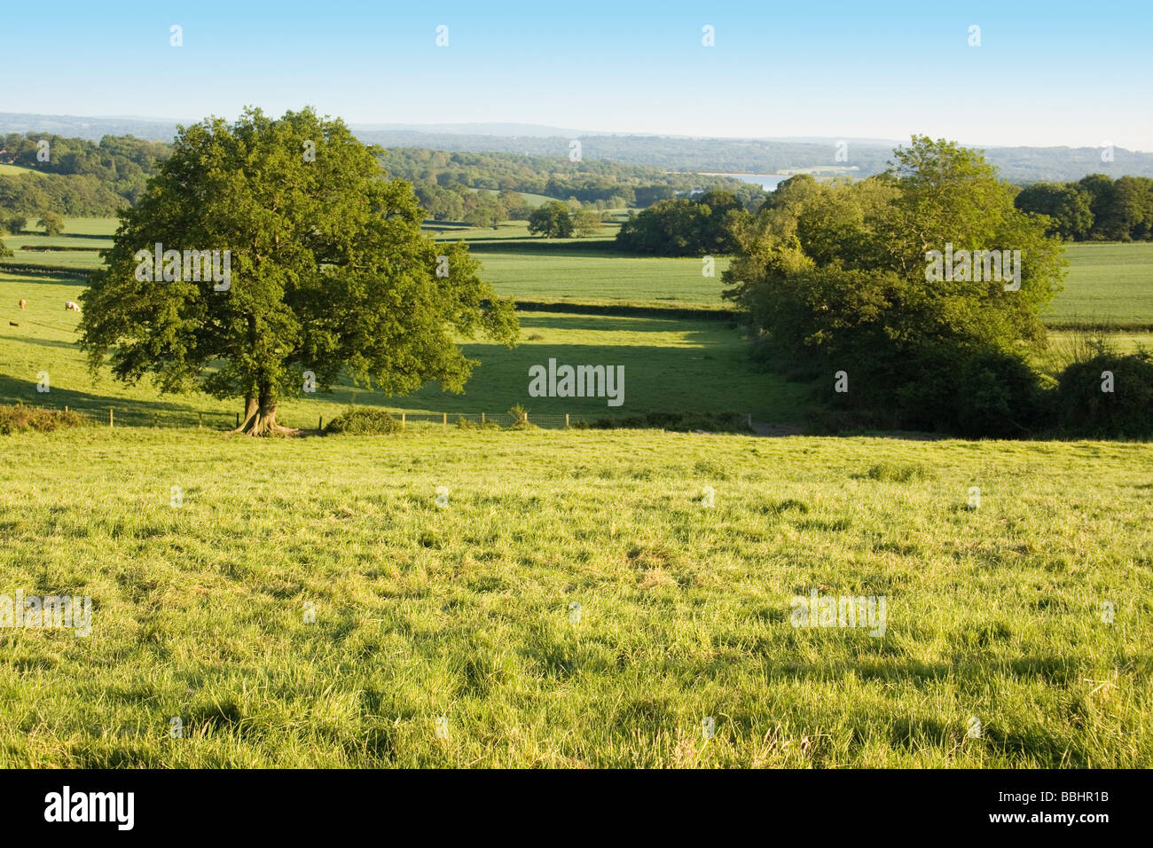 pastoral scene farmland in Kent England Stock Photo - Alamy