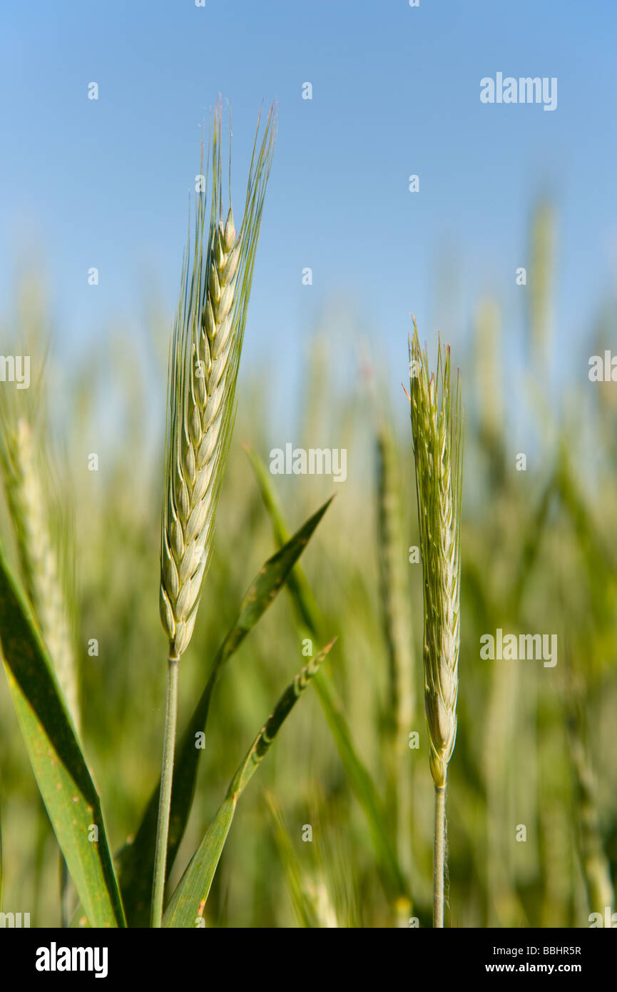 Wheat in the fields Stock Photo - Alamy