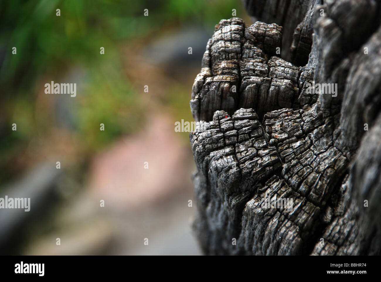Weathered stump, end grain shot Stock Photo - Alamy