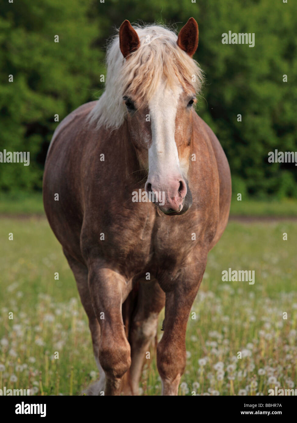 Gypsy vanner horse hi-res stock photography and images - Alamy