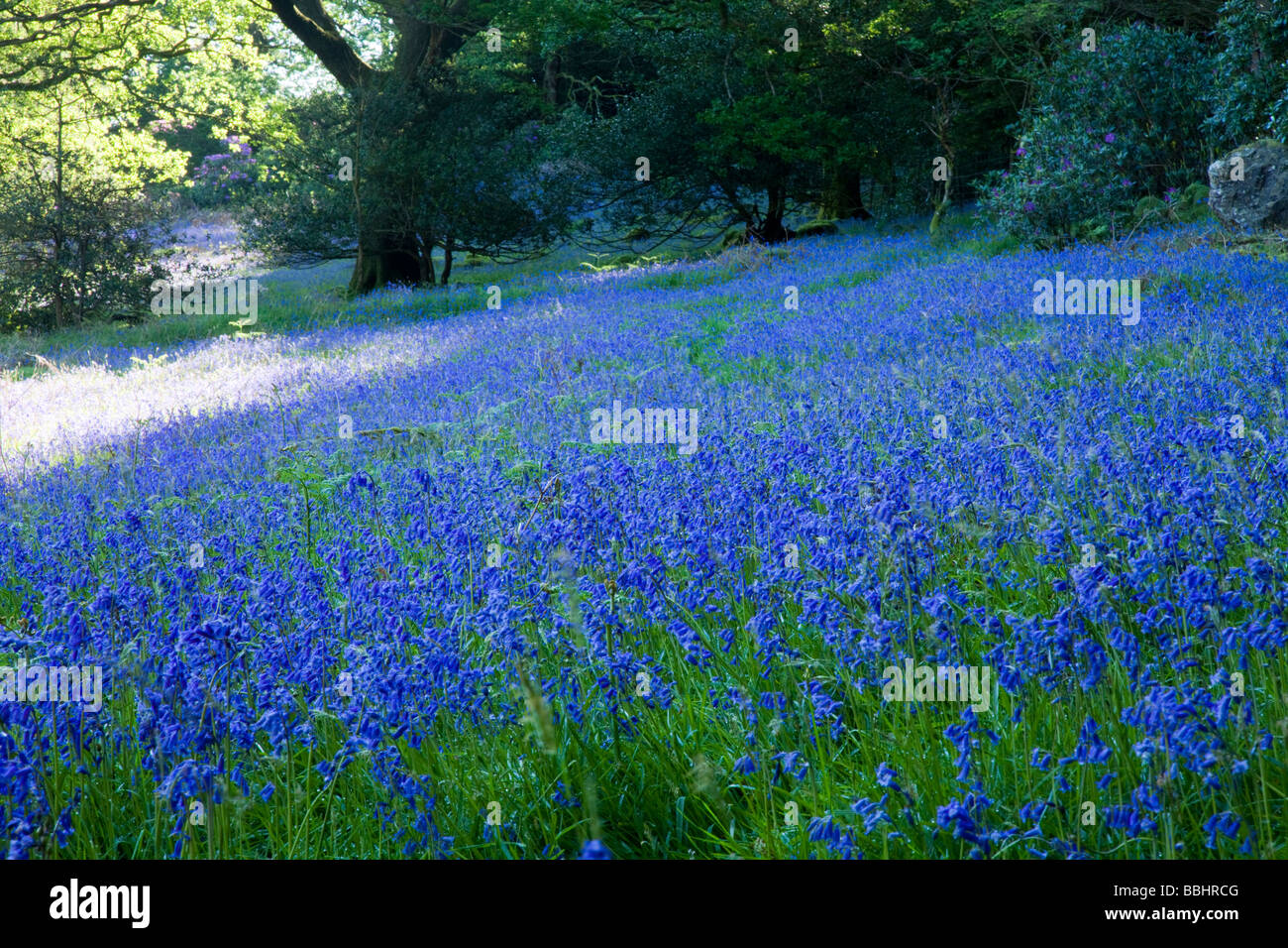Plants of snowdonia hi-res stock photography and images - Alamy