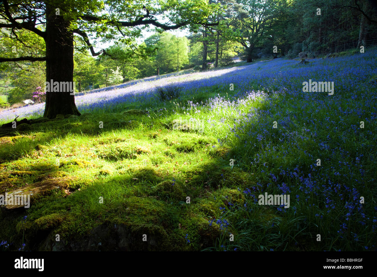 Flowers in snowdonia national park hi-res stock photography and images ...