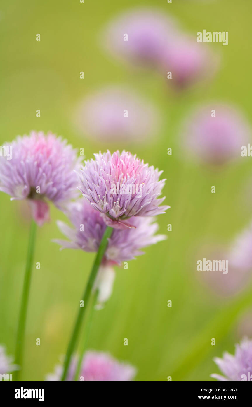 Onion chive flowers hi-res stock photography and images - Alamy